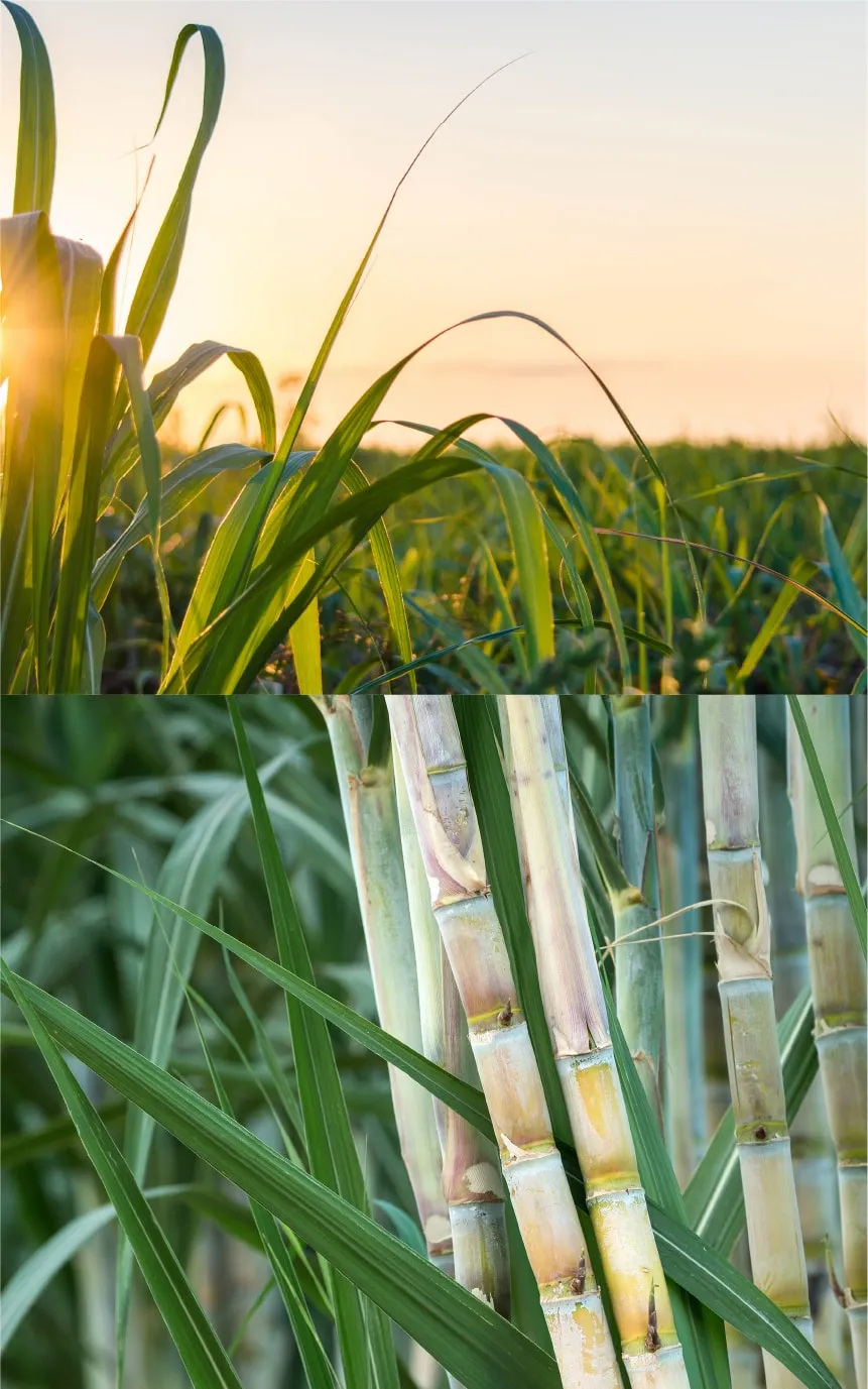 bio-based | SUSTAINABLE PRODUCTS | SUSTAINABILITY | YKK DIGITAL SHOWROOM